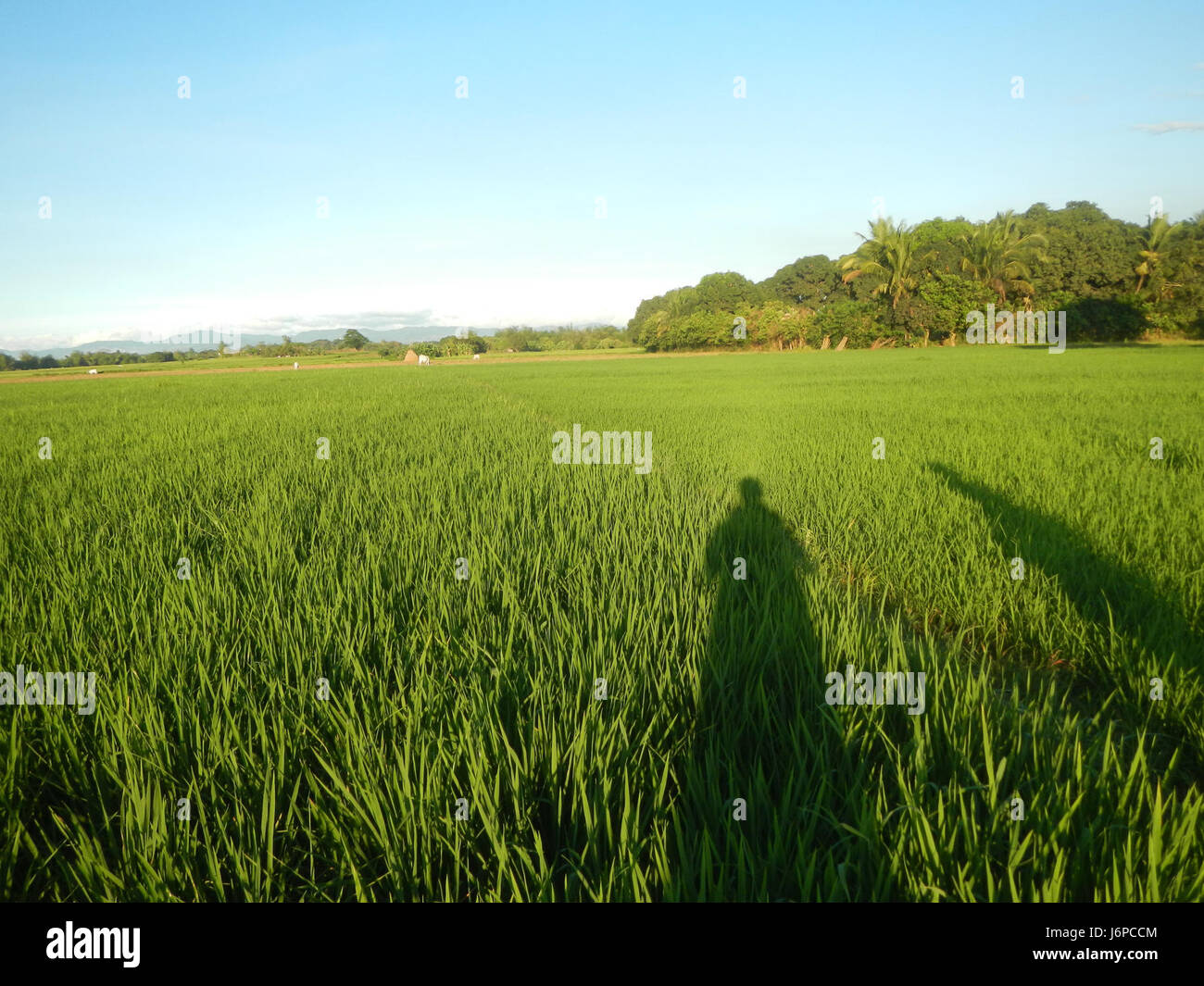 This image captures the serene sunset over the paddy fields near the ...