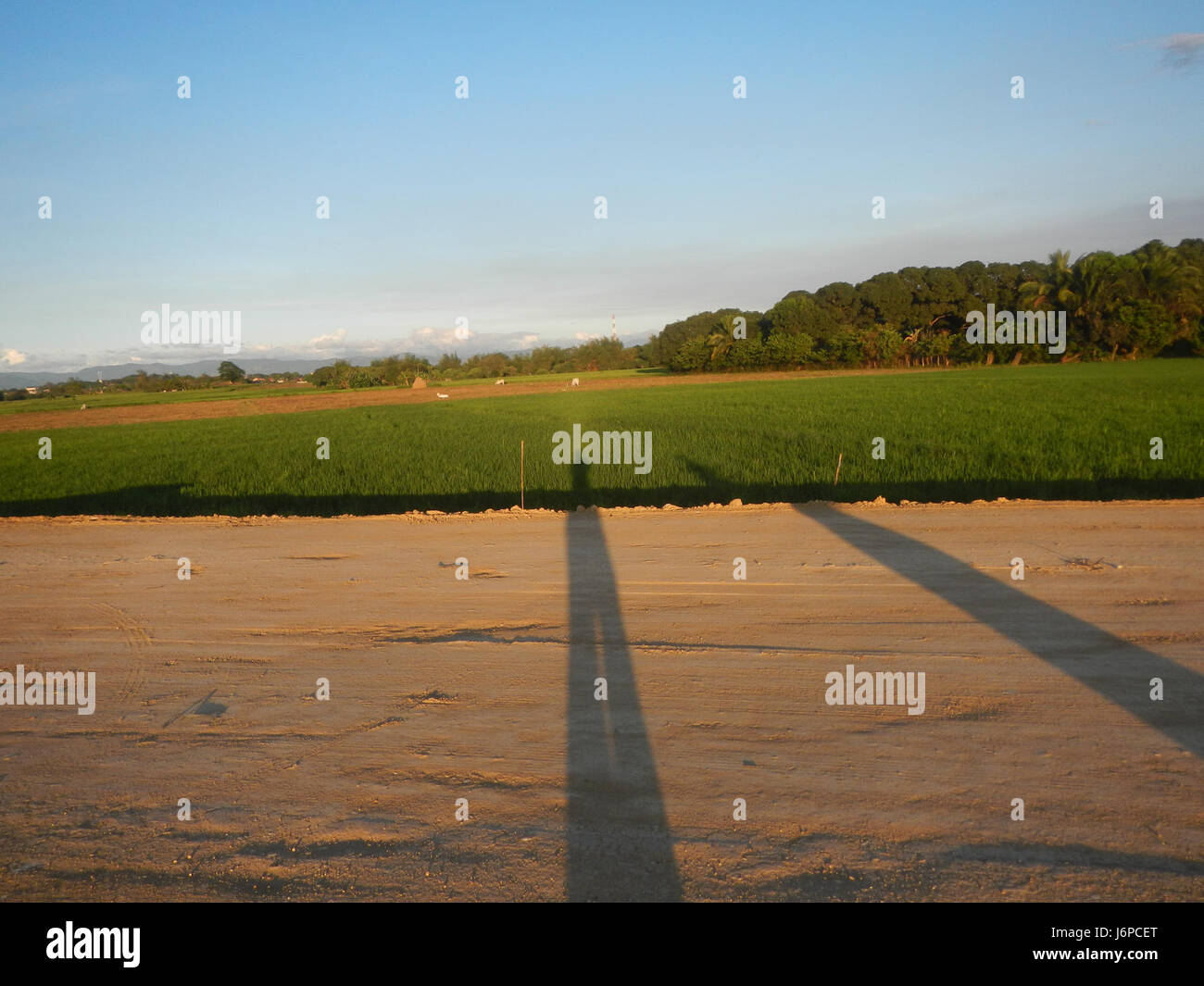 This image shows the paddy fields during sunset near the Plaridel ...