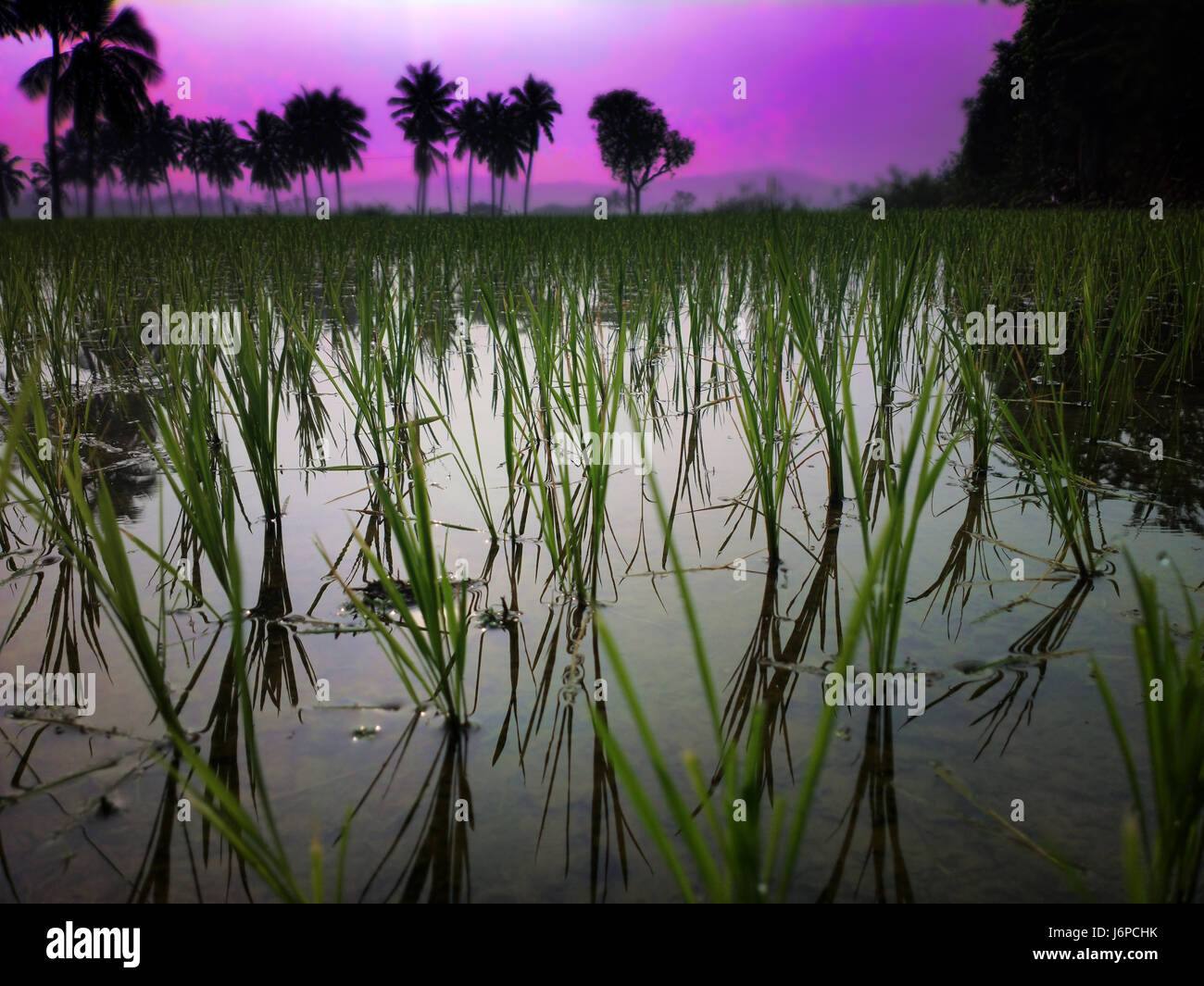 rice fields at sunset evening light. agriculture, Southeast Asia Stock ...