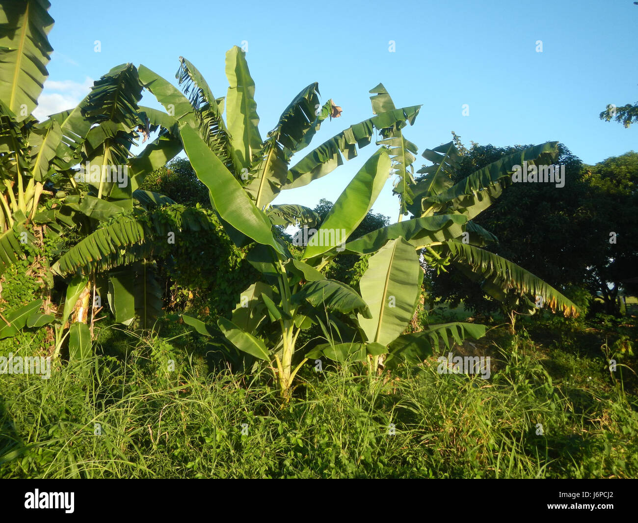 This aerial view captures the lush, green paddy fields of Pulong ...