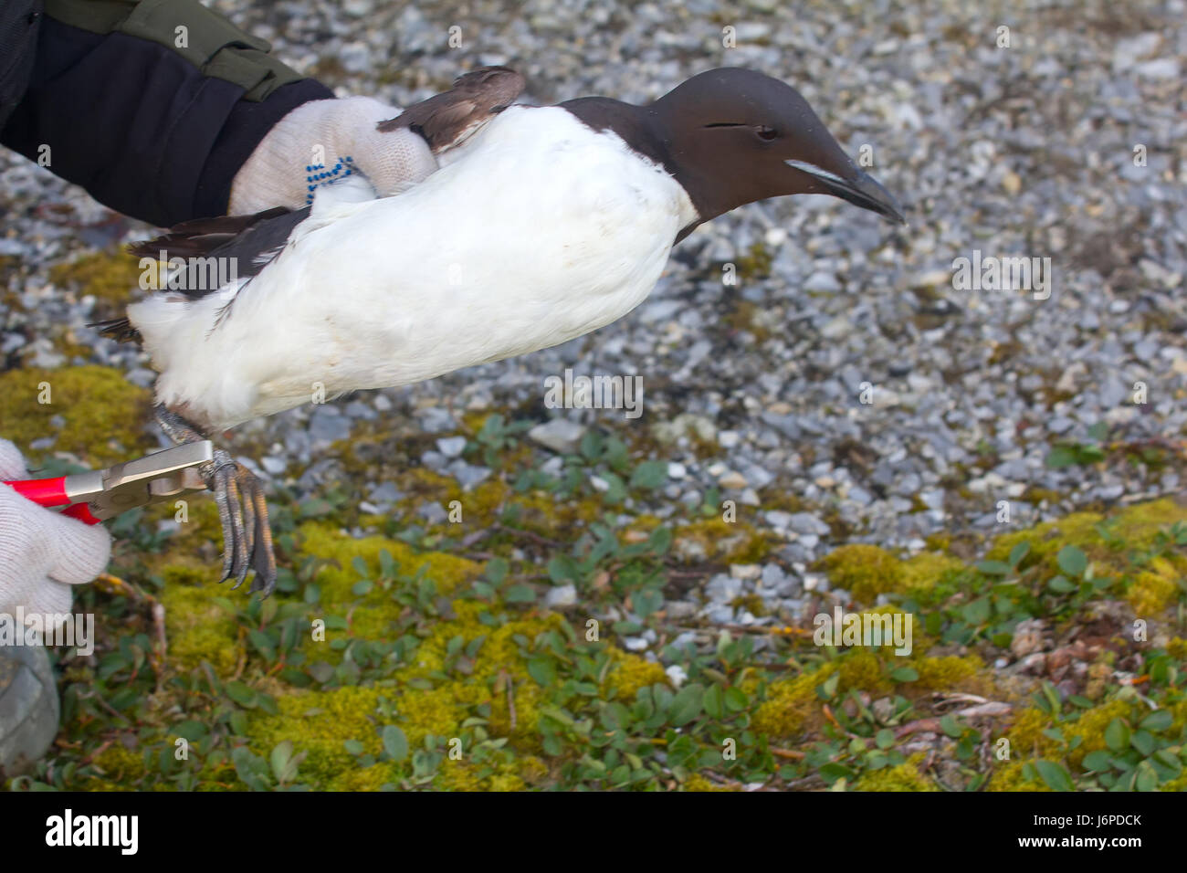 Field scientific research. Ornithology: method of tagging as way to ...