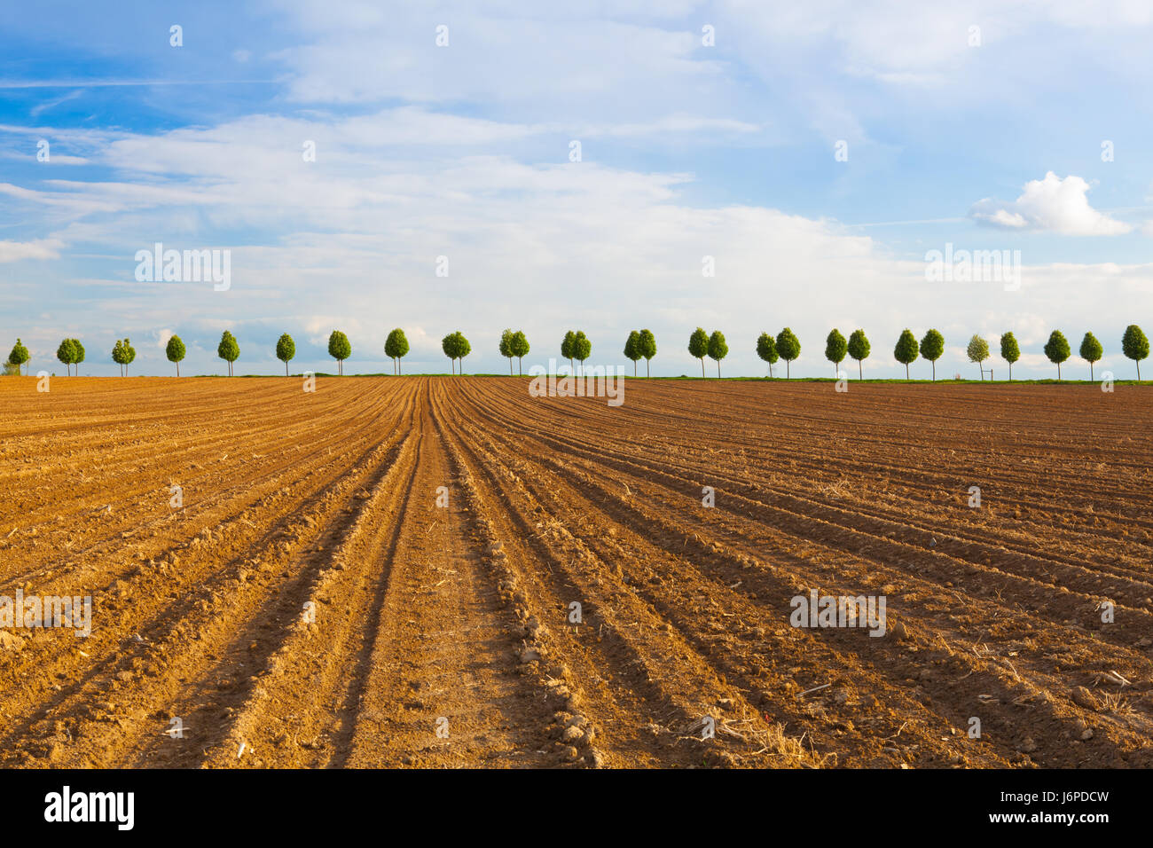 Row trees between fields hi-res stock photography and images - Alamy