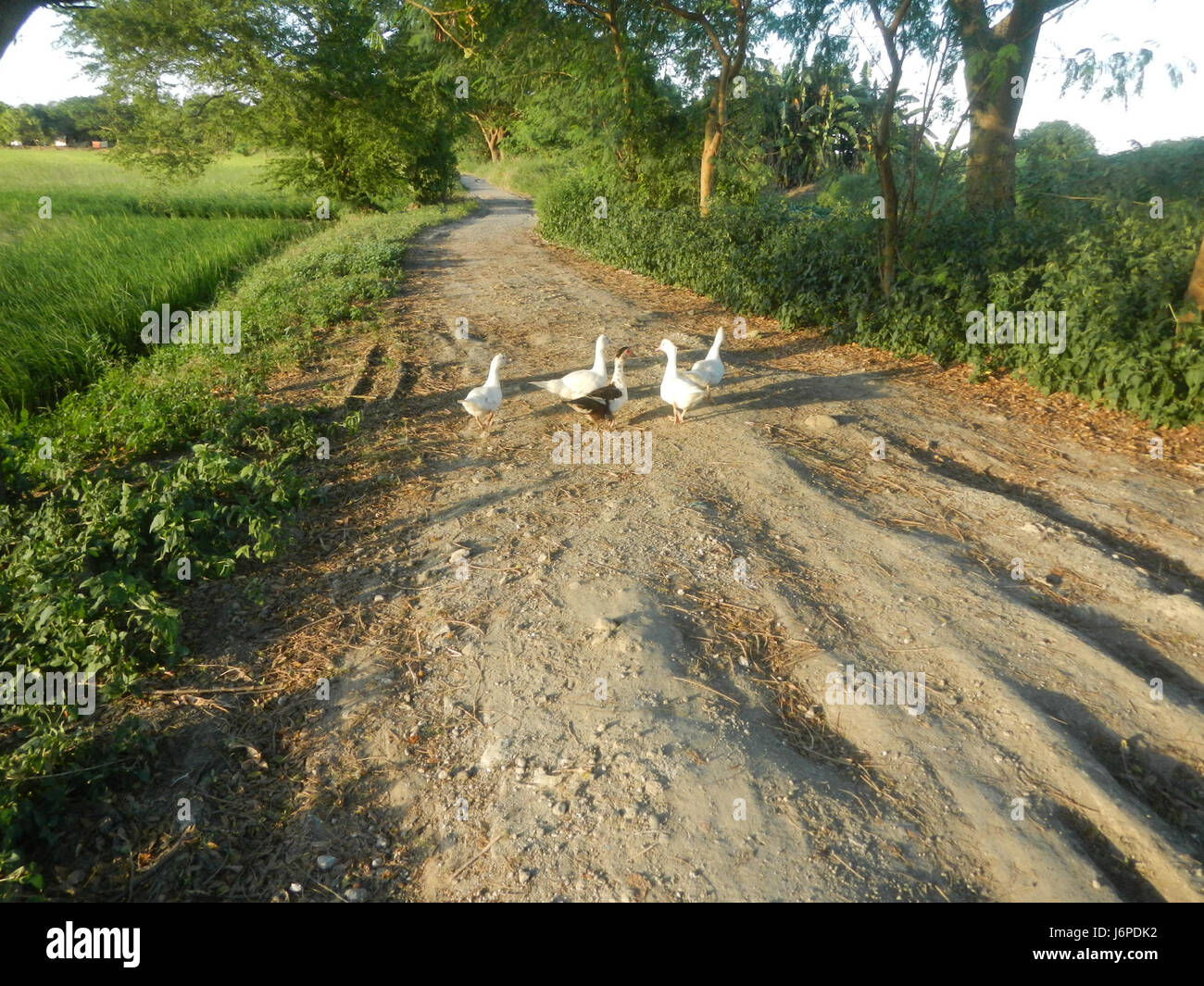 Pulong Palazan in Candaba, Pampanga, features extensive paddy fields ...