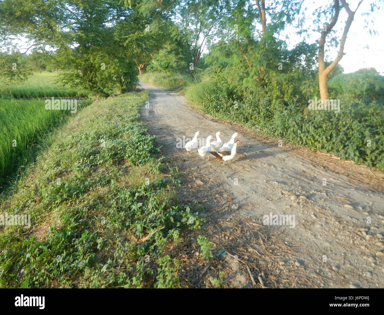 Aerial view of the 08133 area in Candaba, Pampanga, Philippines ...