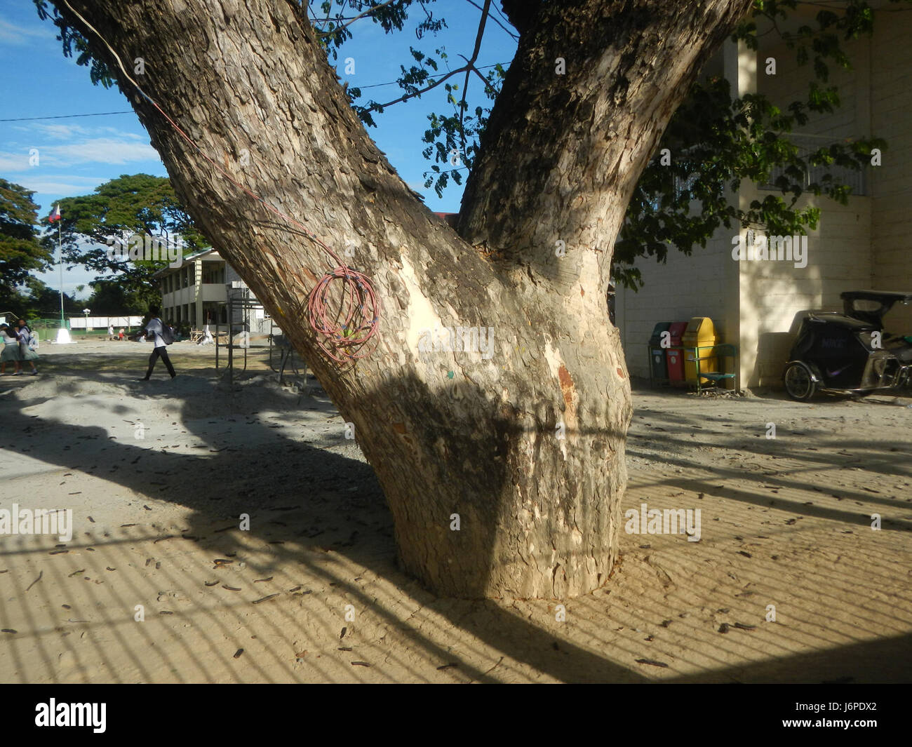 This photograph captures the Municipal Hall and the Old Acacia tree in ...