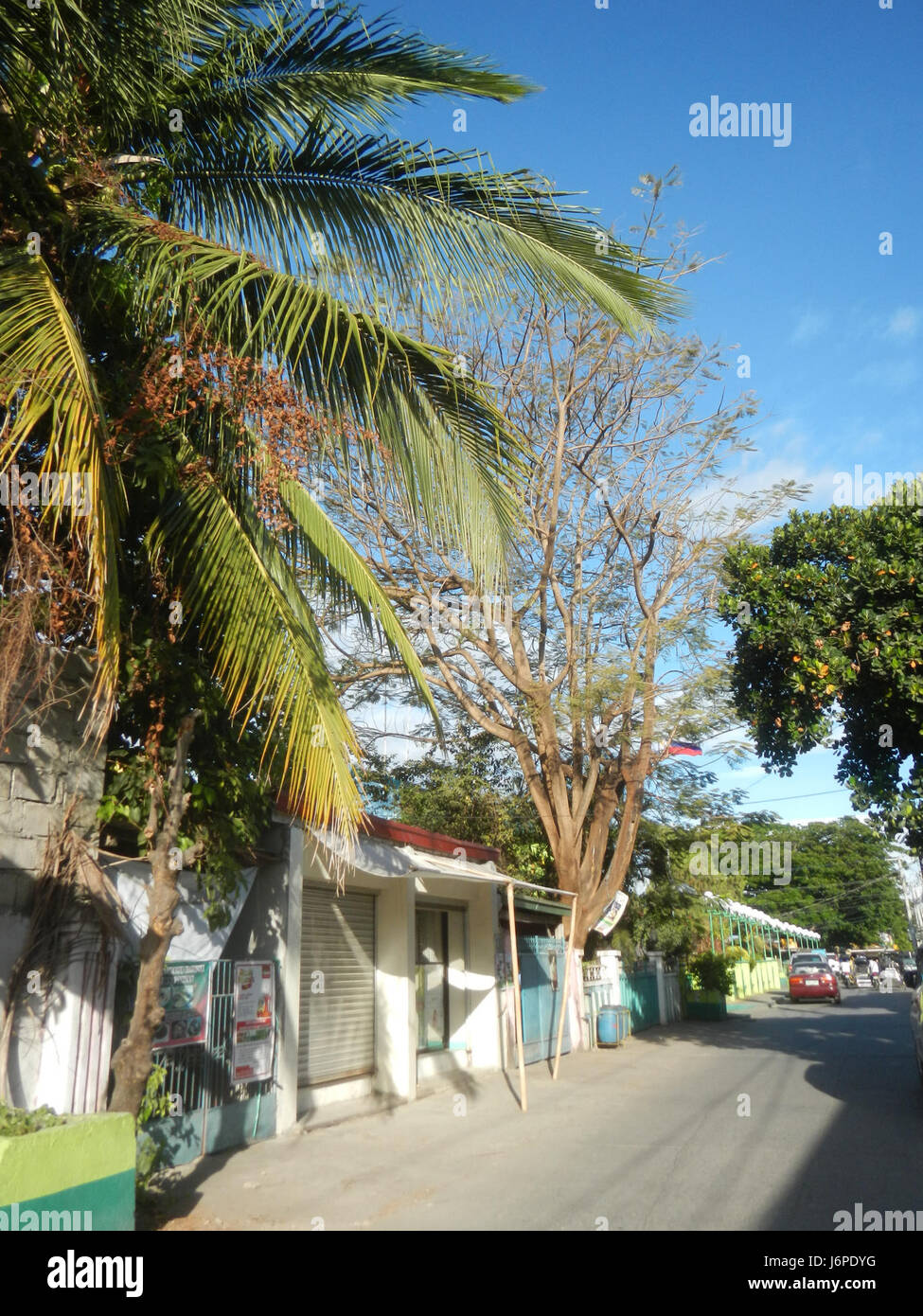 The Municipal Hall and Old Acacia in Santo Tomas, Pampanga, alongside ...