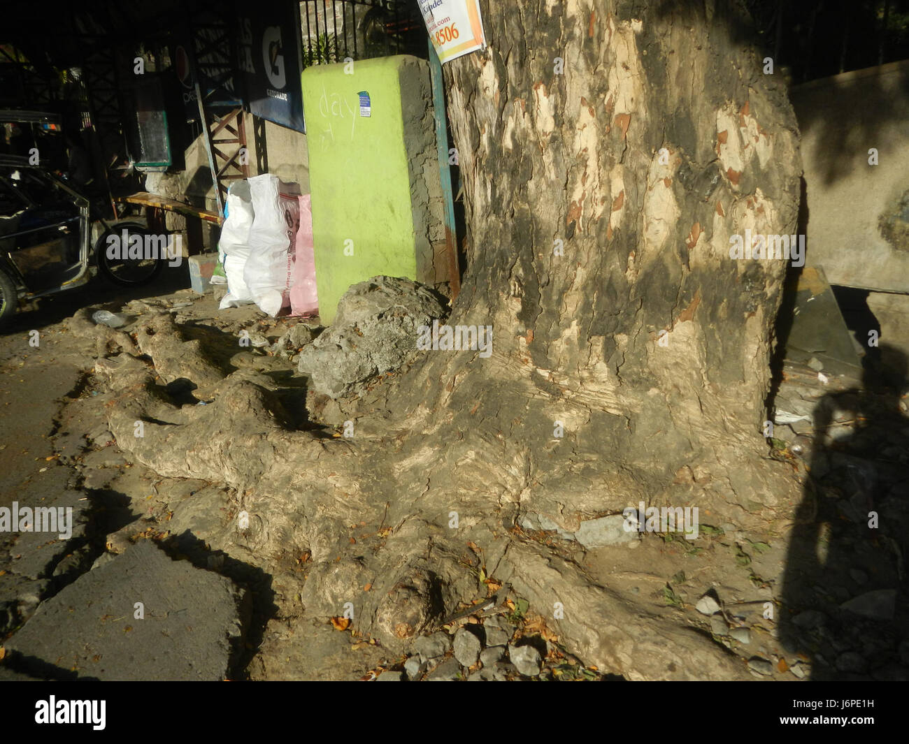 This image depicts the old acacia tree in Santa Cruz Proper, San Luis ...