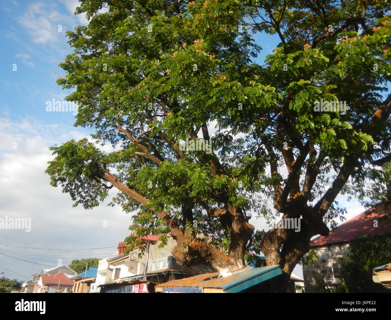 Photo depicting Old Acacia in Santa Cruz Proper, San Luis, Pampanga ...