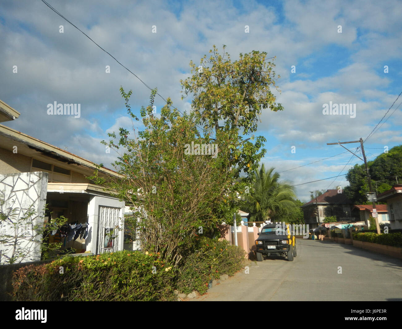 The image shows Old Acacia, located along Santa Cruz, Santa Monica ...