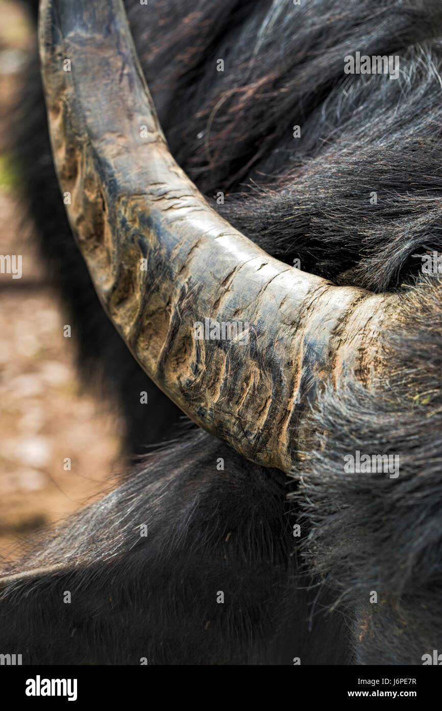 Closeup of buffalo horn on the farm Stock Photo - Alamy