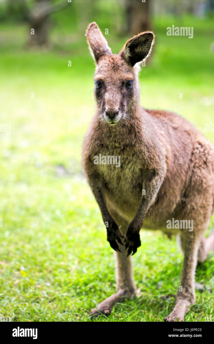 Kangaroo animal on the grass Stock Photo - Alamy