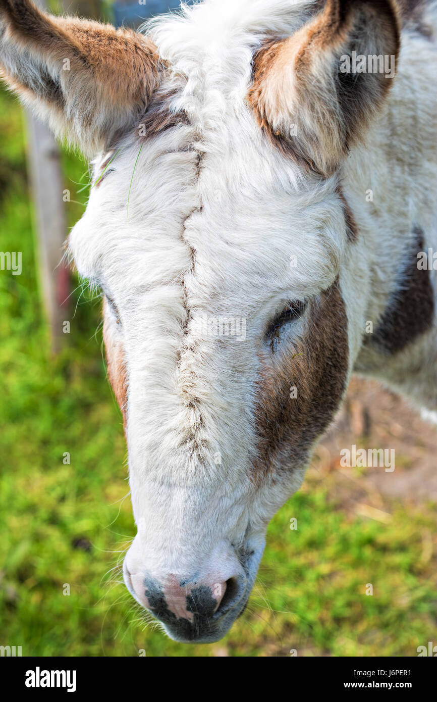 Mule donkey carriage hi-res stock photography and images - Alamy