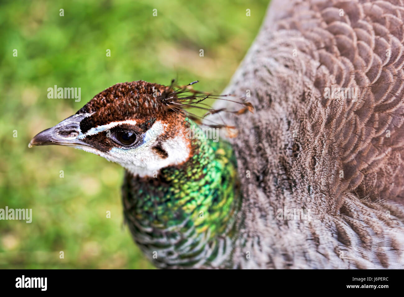Vibrant peacock beautiful plumage hi-res stock photography and images ...