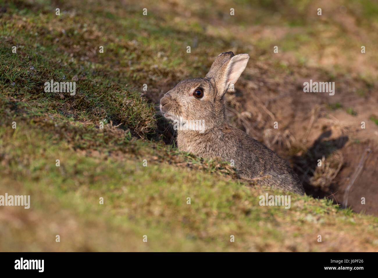 Rabbit burrow uk hi-res stock photography and images - Alamy