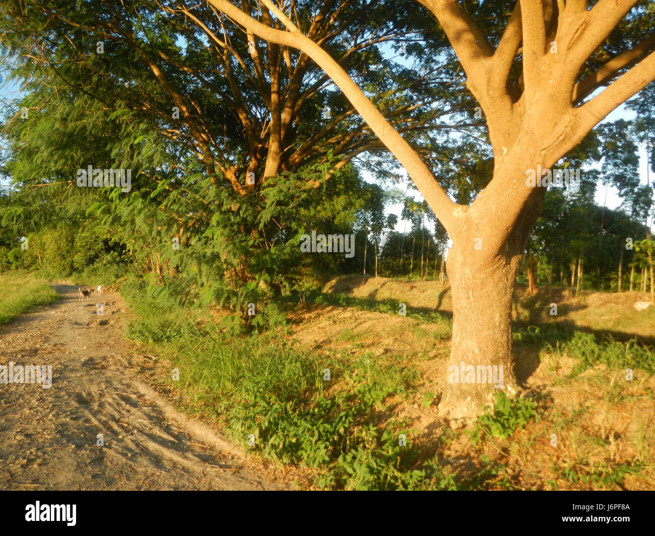 The paddy fields in Pulong Palazan, Candaba, Pampanga, Philippines, are ...