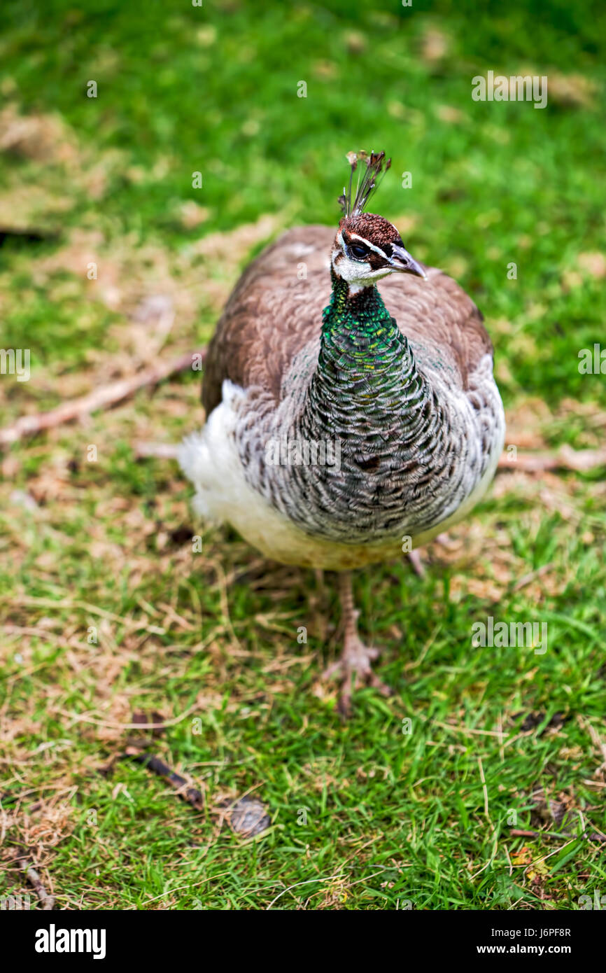 Vibrant peahen hi-res stock photography and images - Alamy