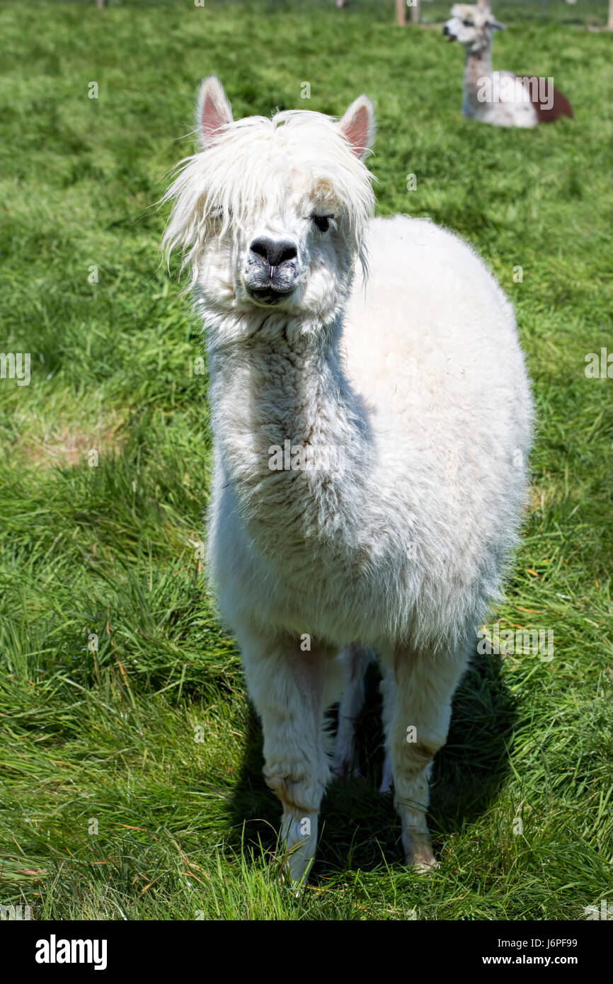 Lama grazing on farm hi-res stock photography and images - Alamy