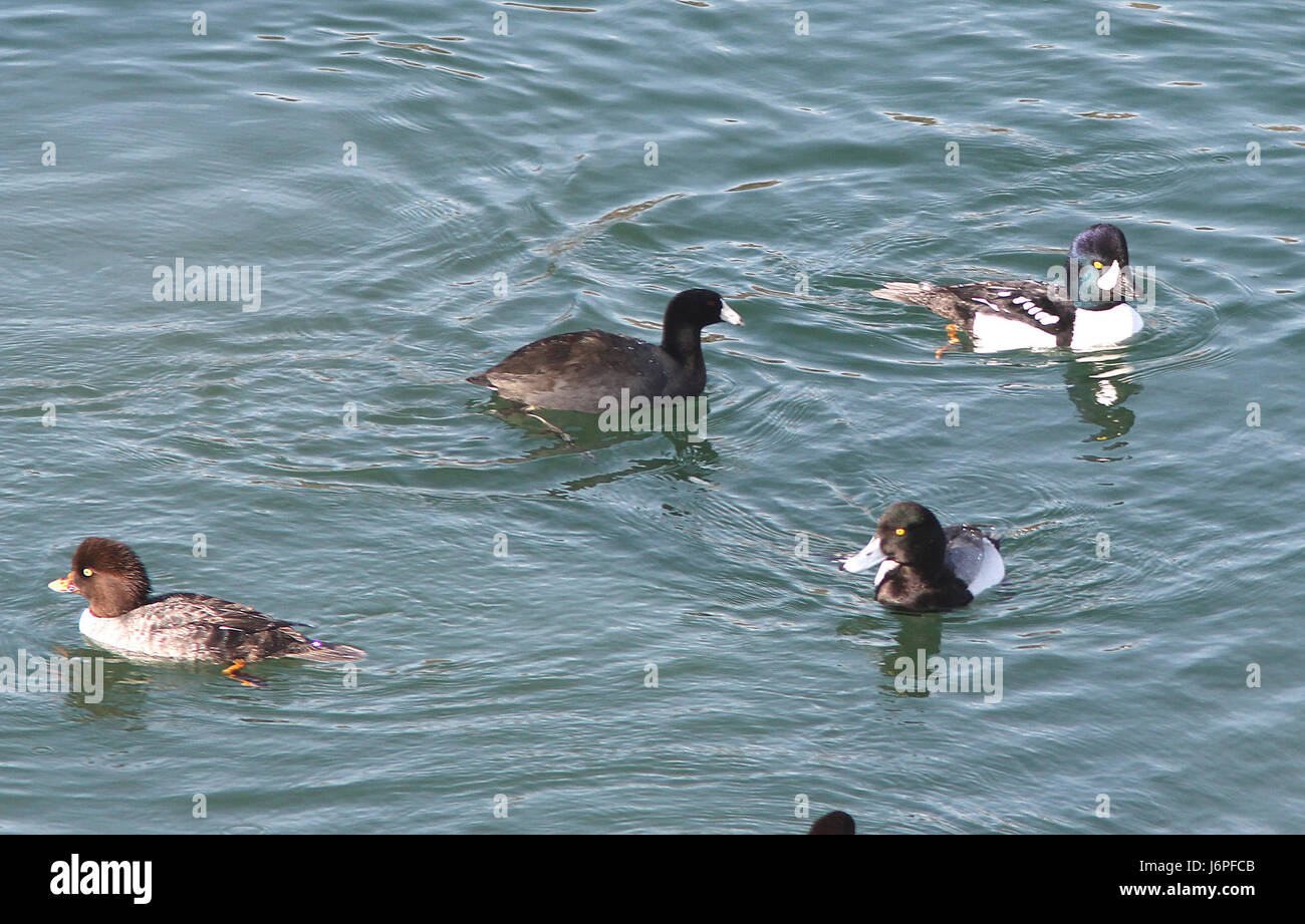 This photograph captures a pair of Barrow's Goldeneye ducks, a species ...