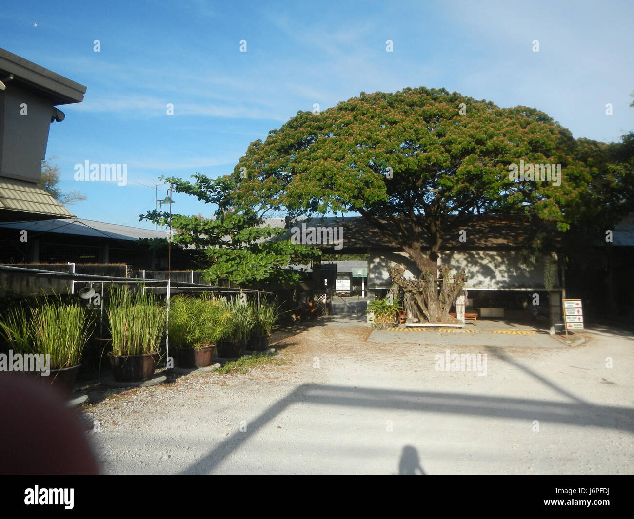 07141 Maharlika Highway Orchids Handicrafts San Rafael Bulacan 21 Stock ...