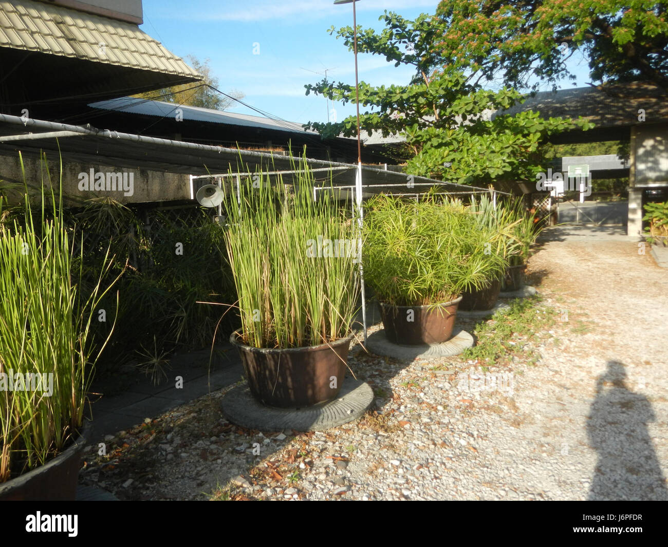 07141 Maharlika Highway Orchids Handicrafts San Rafael Bulacan 24 Stock ...