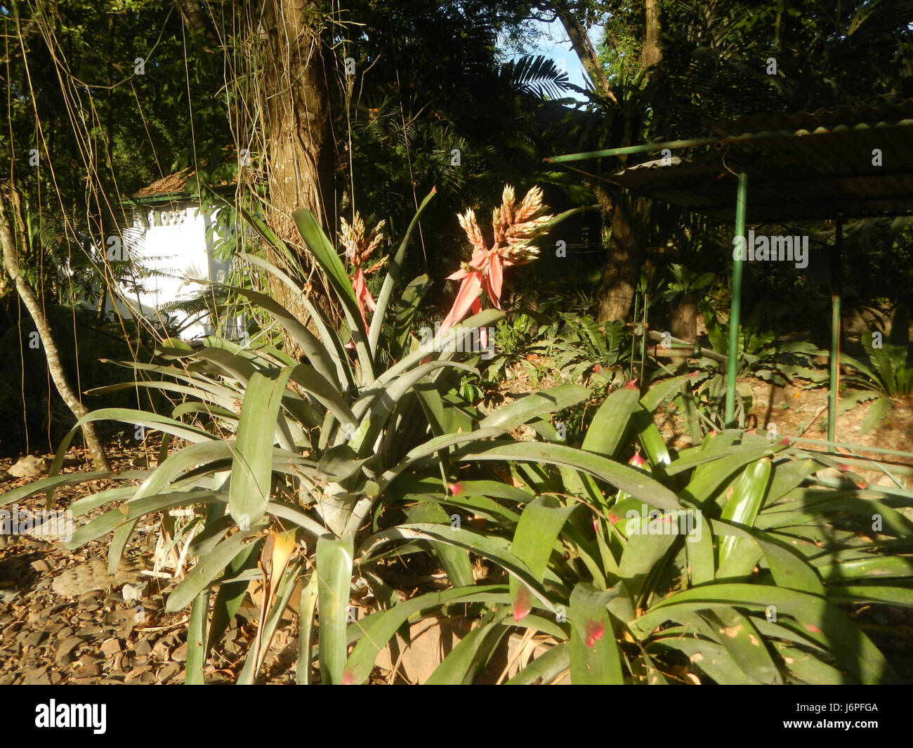 This photo showcases the vibrant orchids and local handicrafts along ...