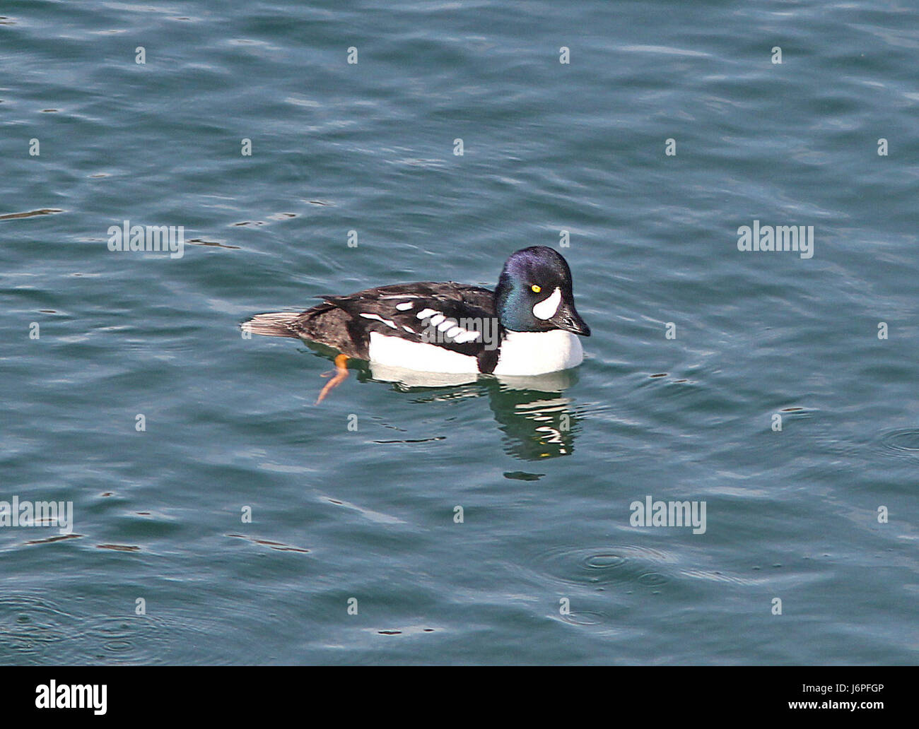 This image captures the male Barrow's Goldeneye, a species of diving ...