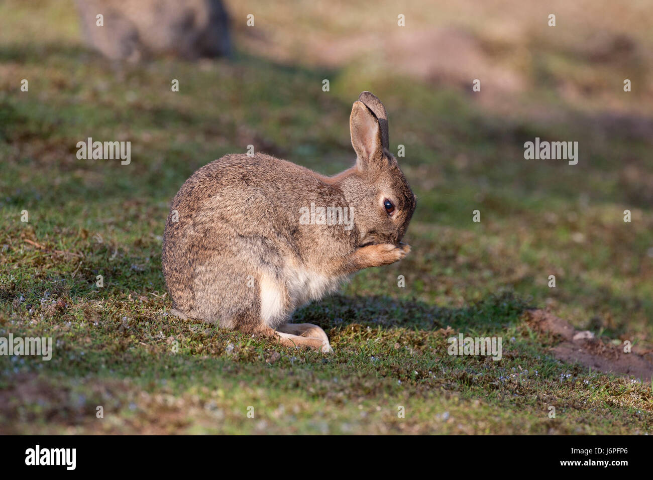 European Rabbit, Oryctolagus cuniculus, single adult washing face on ...