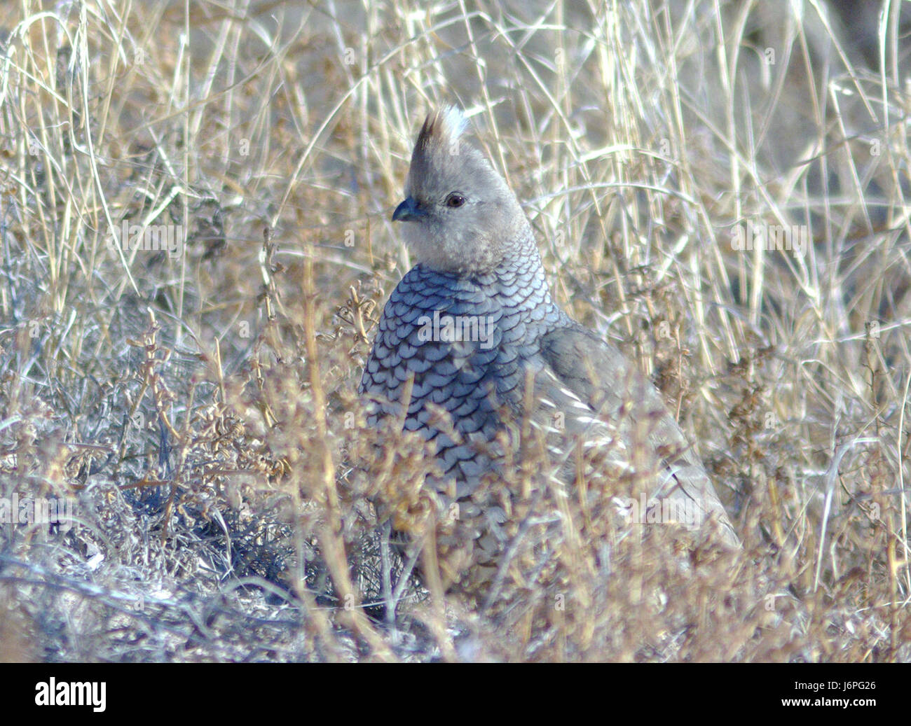 The Scaled Quail, native to the southwestern United States, is a small ...