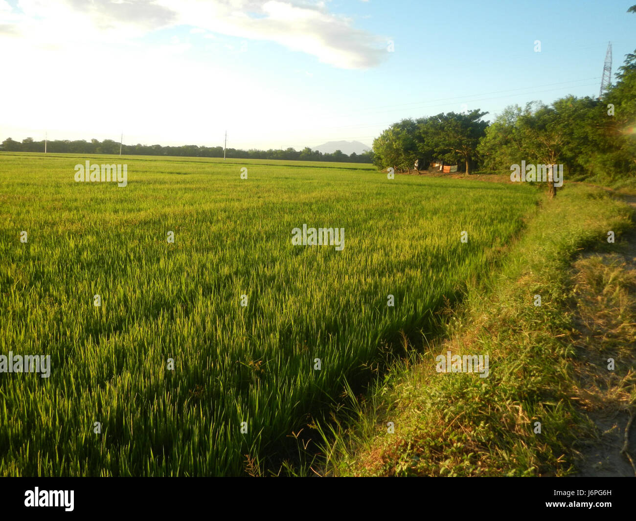 This image depicts the paddy fields and villages of Pulong Palazan in ...