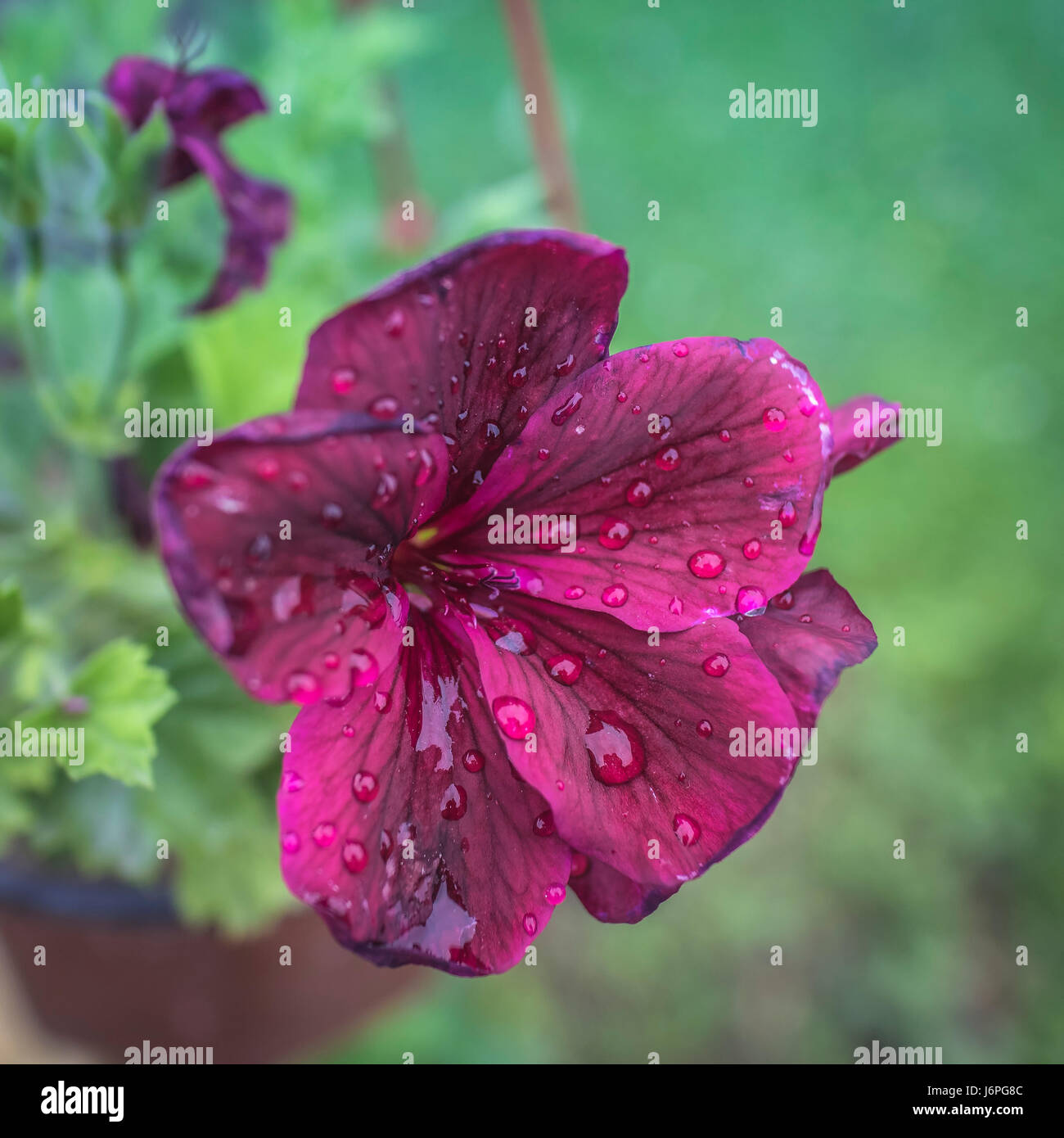 Wet flower after the rain, close up Stock Photo - Alamy