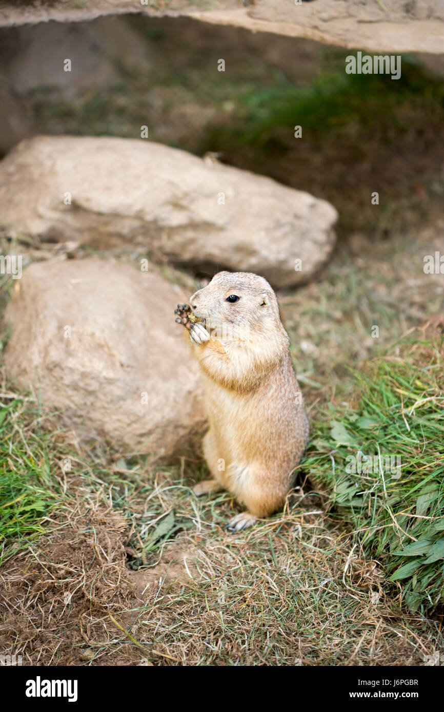 Gopher in the zoo Stock Photo - Alamy