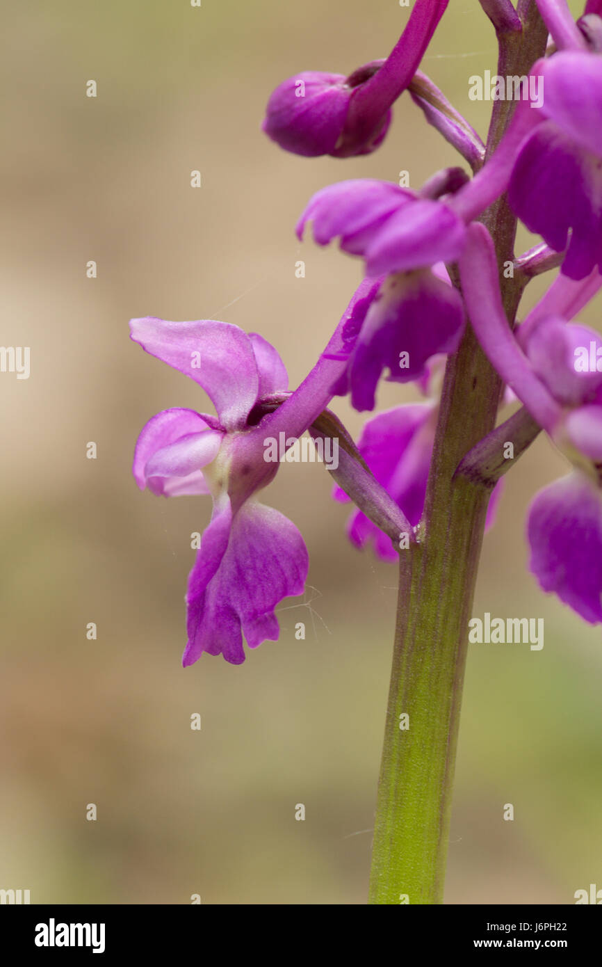 Early Purple Orchid, Orchis mascula, In woodland. April. Sussex, UK ...