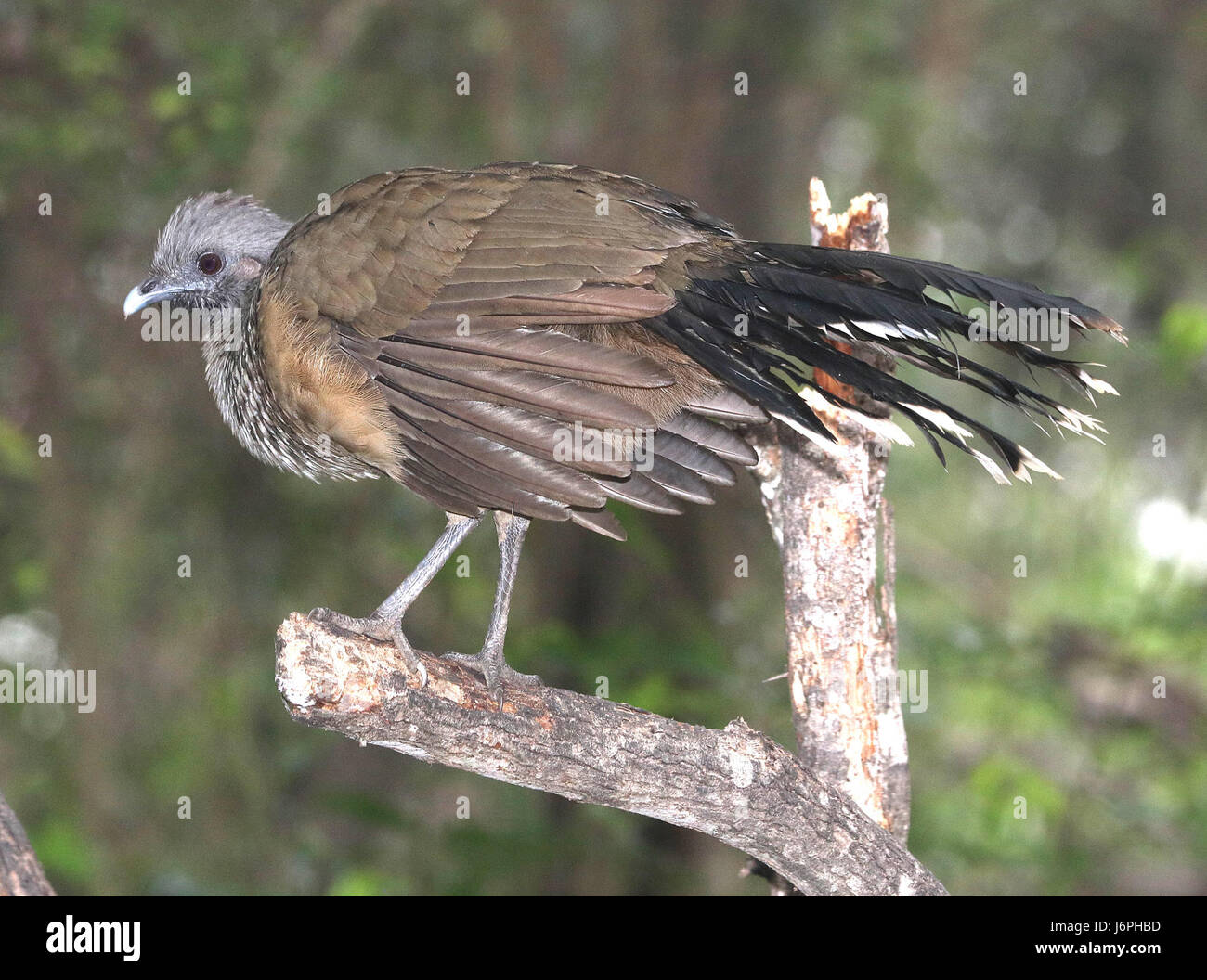 An image of the Plain Chachalaca, a bird species observed at the ...