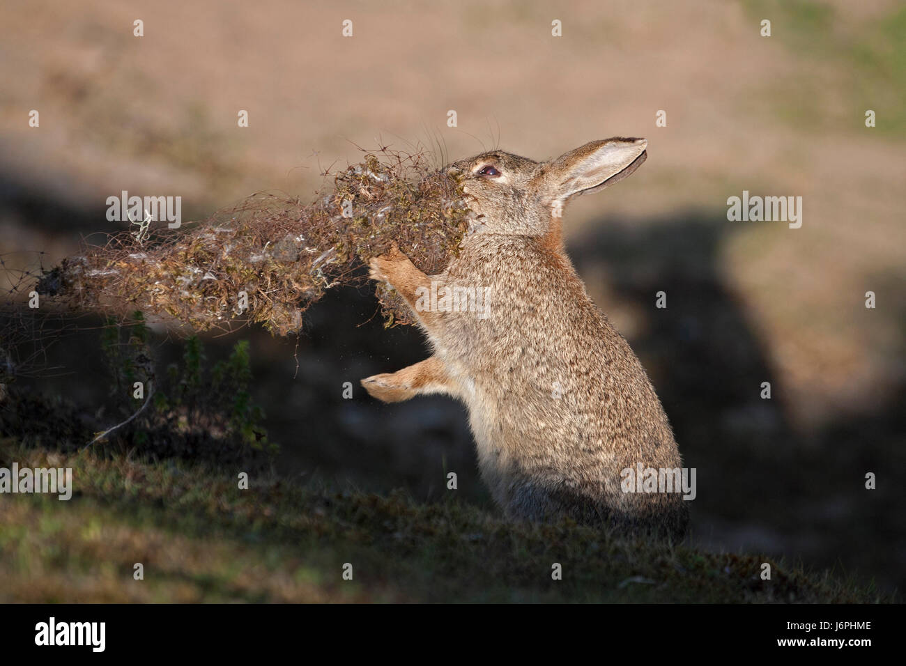 Plastic pollution uk animals High Resolution Stock Photography and ...