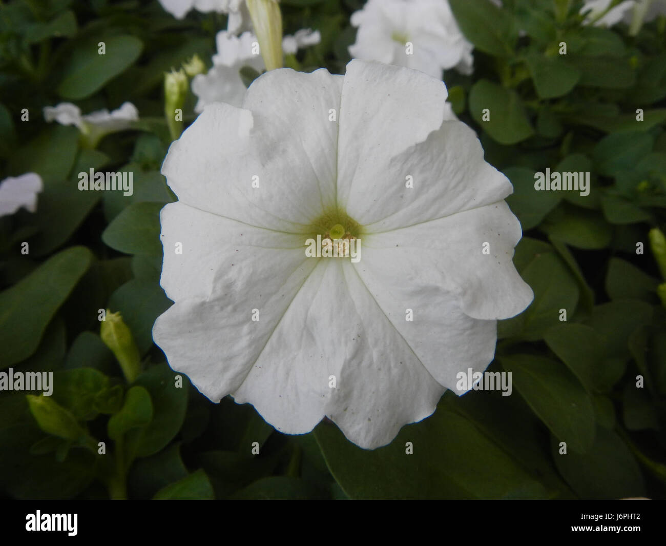 This image features close-up shots of Petunia flowers in Bulacan ...
