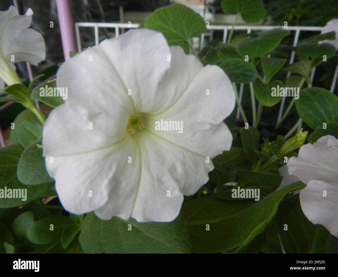 The image showcases close-up views of vibrant petunia flowers in ...
