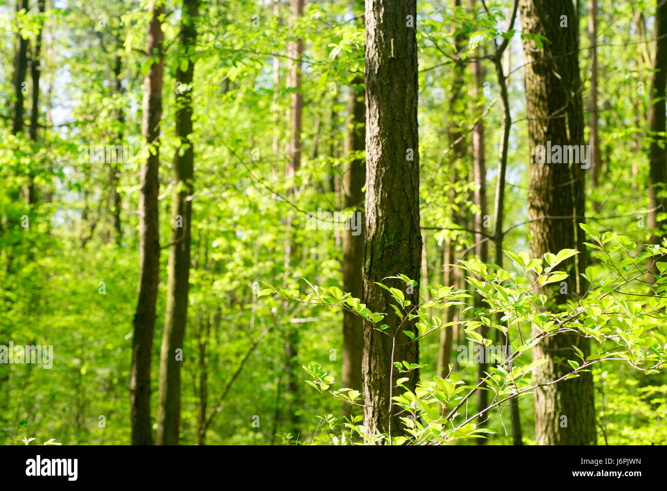 trees in spring forest Stock Photo - Alamy