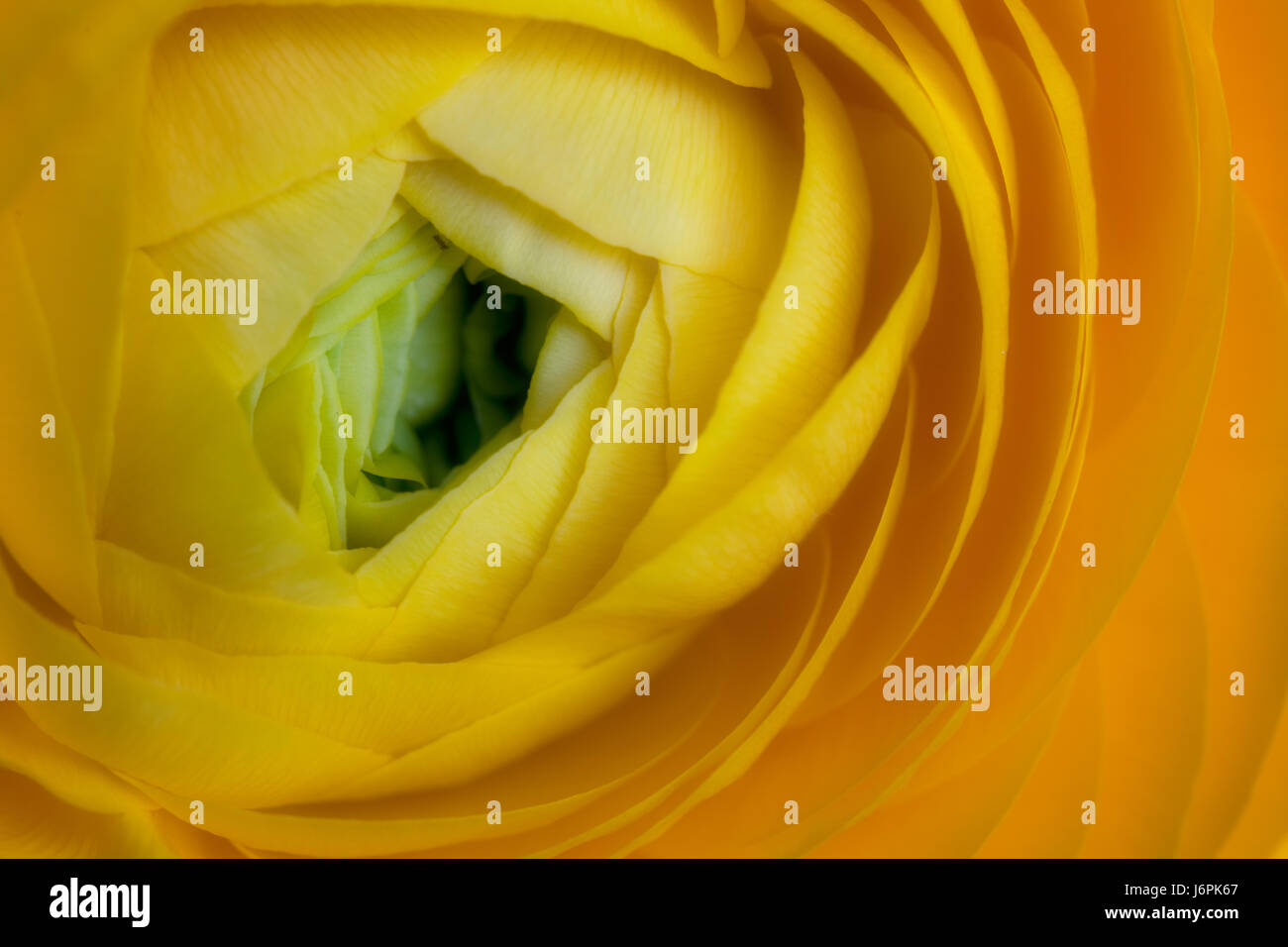 yellow buttercup ranunculus asiaticus Stock Photo - Alamy