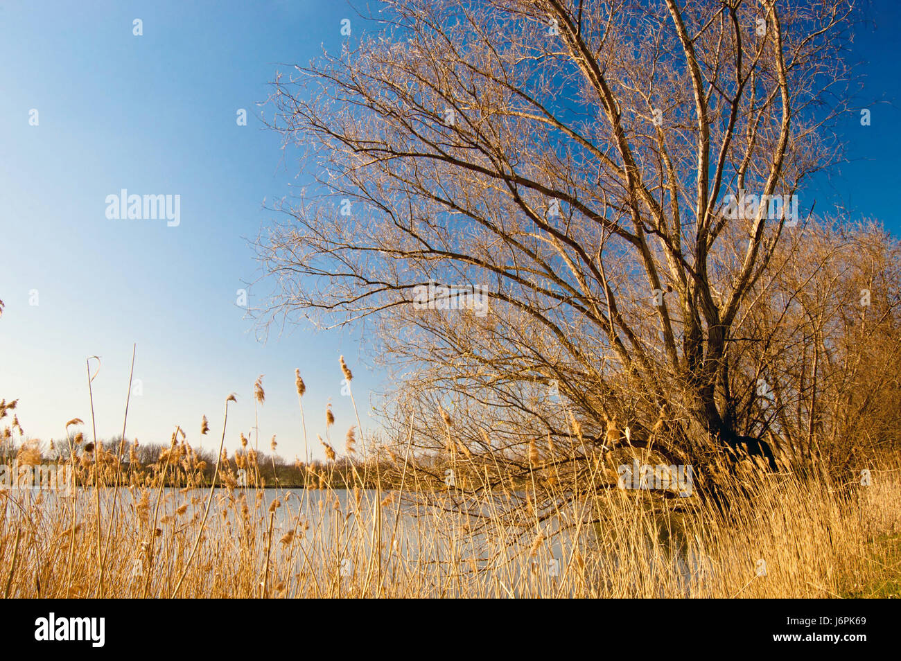 blue tree reed spring water tree trees wild europe branches branch ...