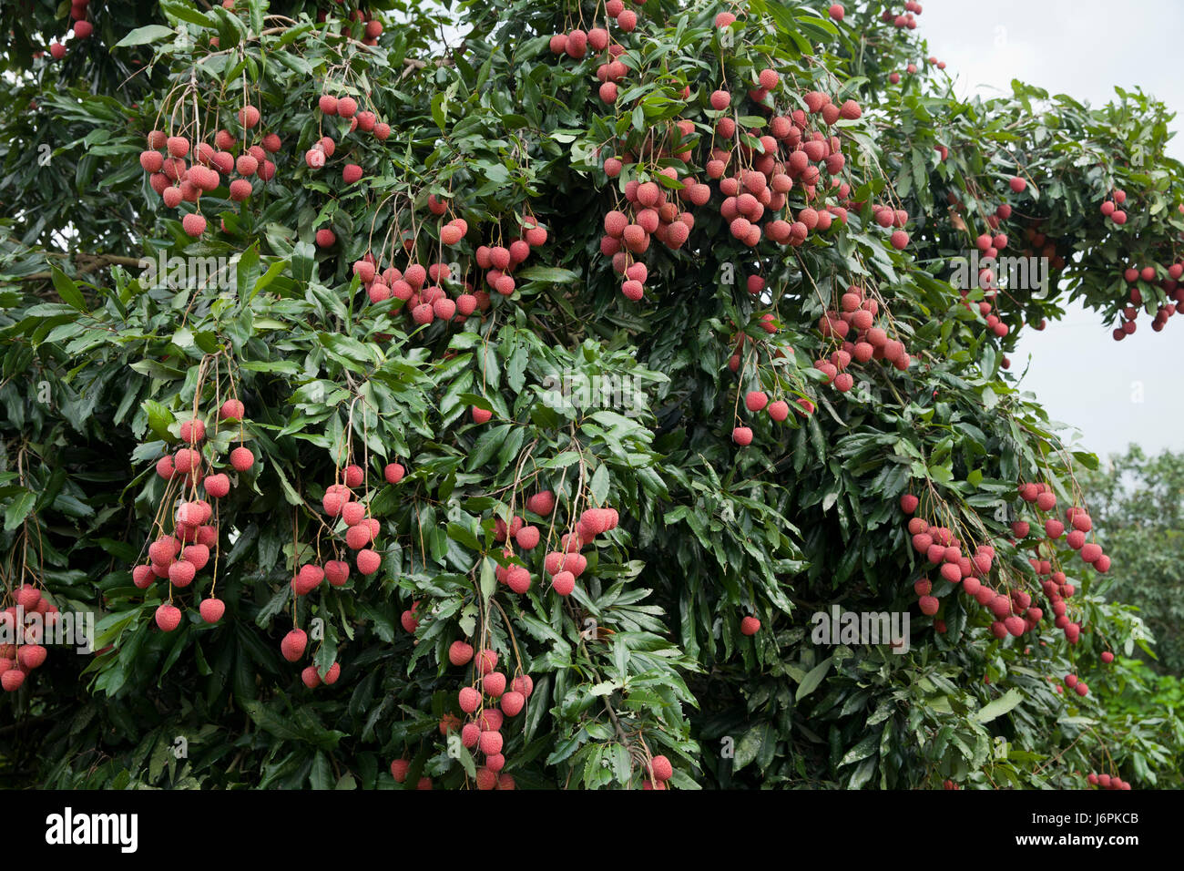 Lychee fruits litchi chinensis trees hi-res stock photography and ...