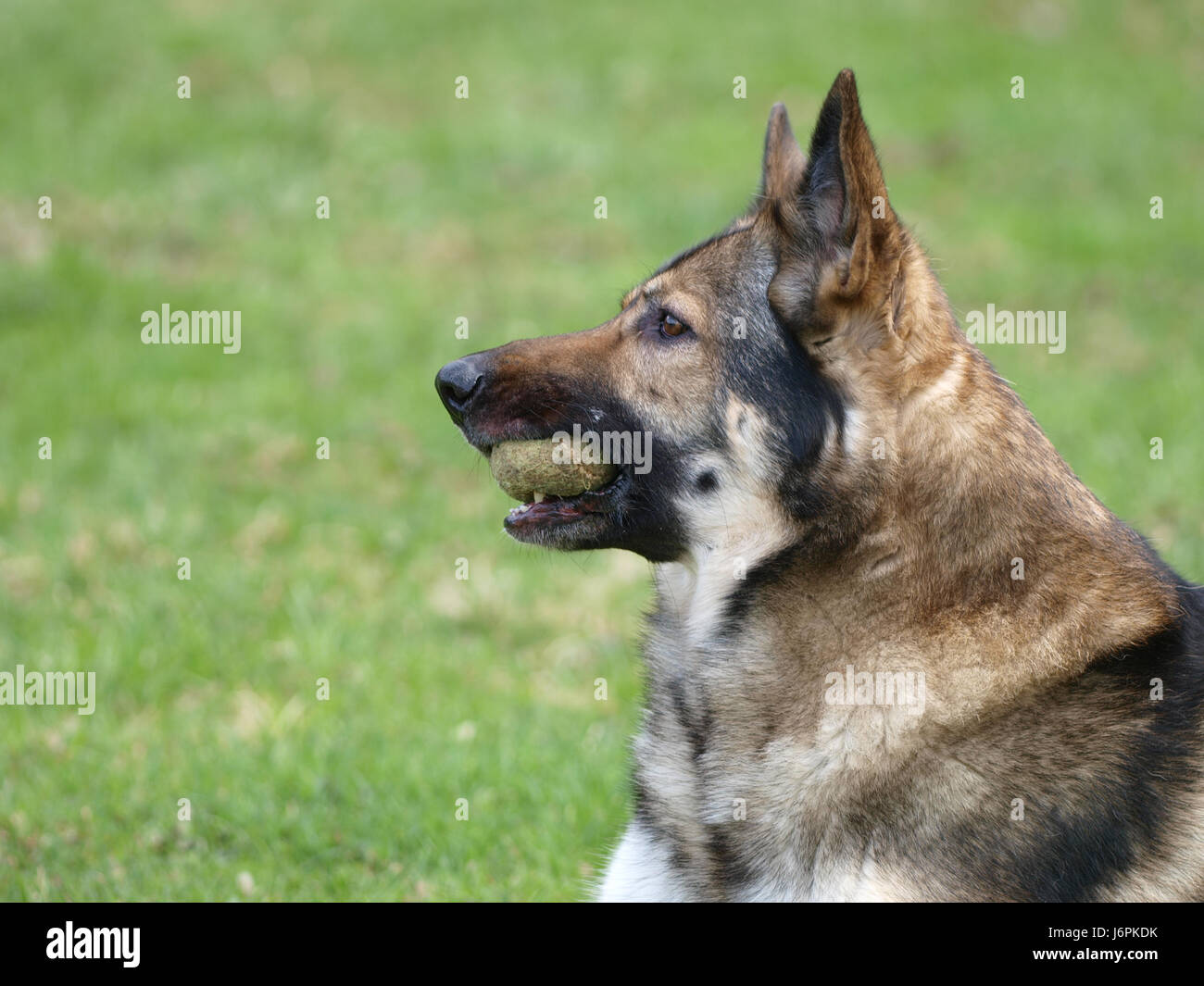 Courageous animal hi-res stock photography and images - Alamy