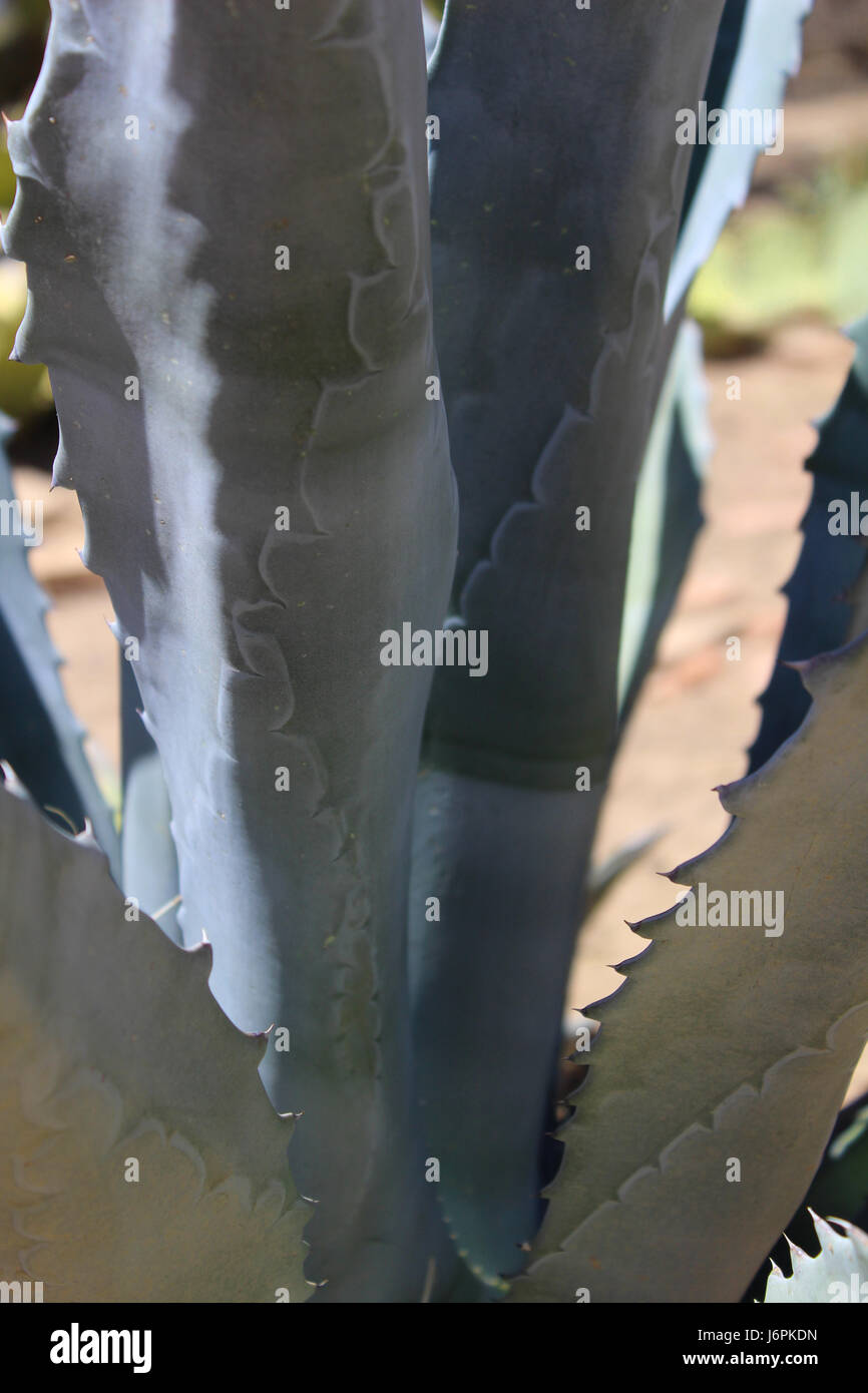 Sentry plant hi-res stock photography and images - Alamy