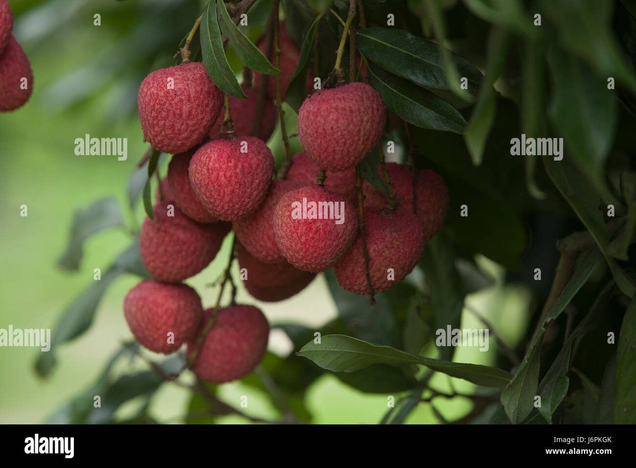 Litchi farm hi-res stock photography and images - Alamy
