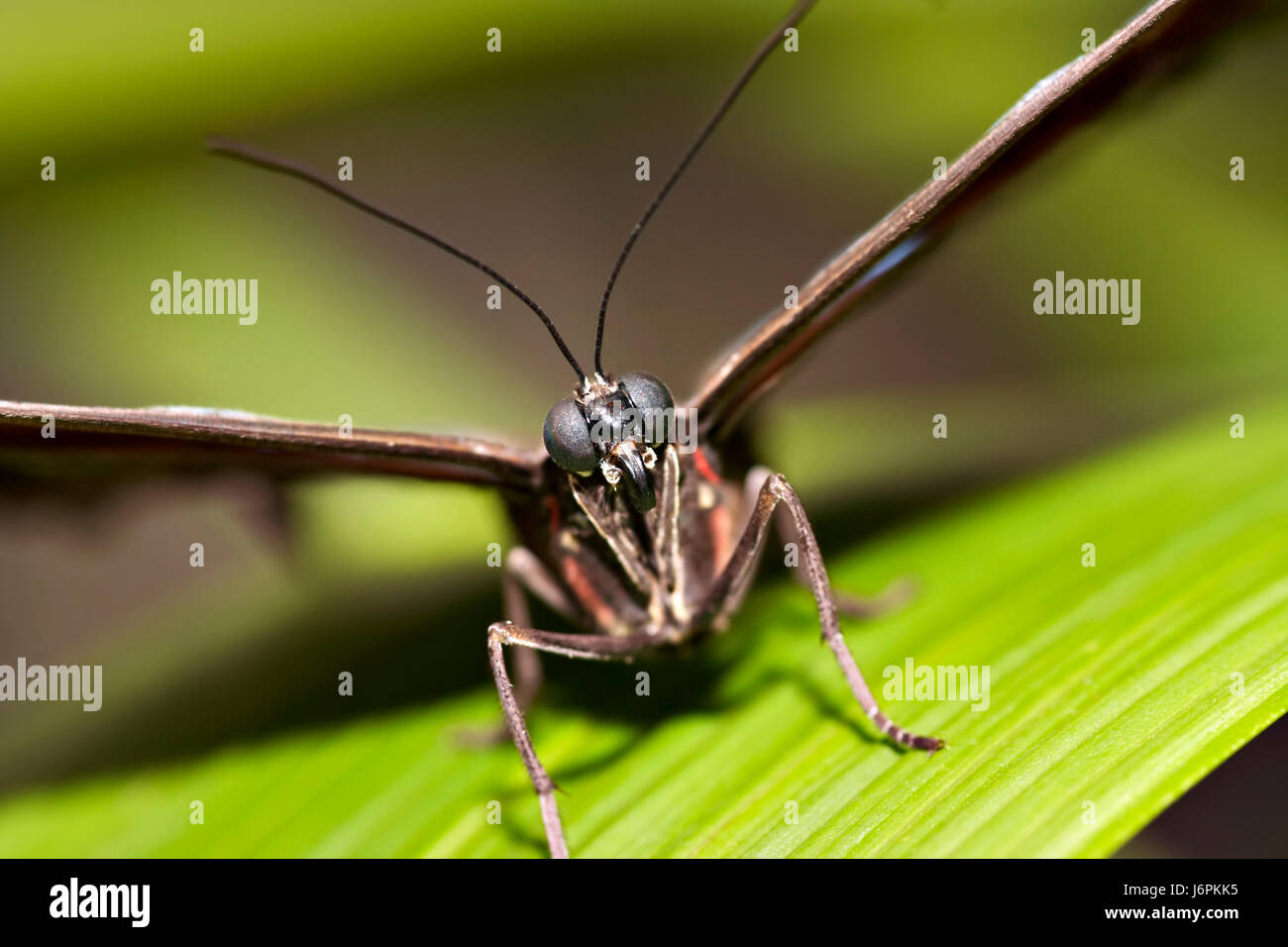 detail insect butterfly moth proboscis sucker wings macro close-up ...