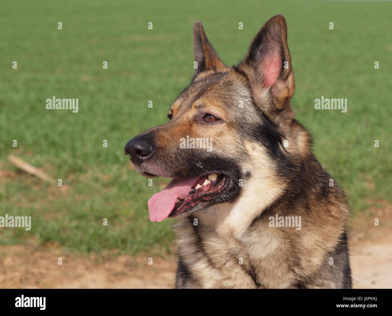 dog german sheperd german sheperd dog courageous pet strong portrait ...