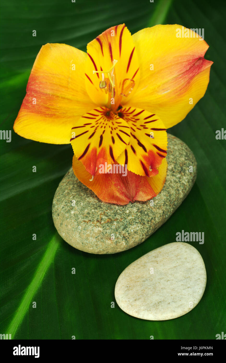 inca lily on leaf Stock Photo - Alamy