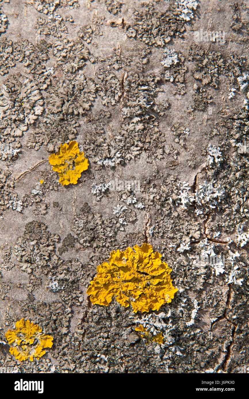 Gray colored moss hi-res stock photography and images - Alamy