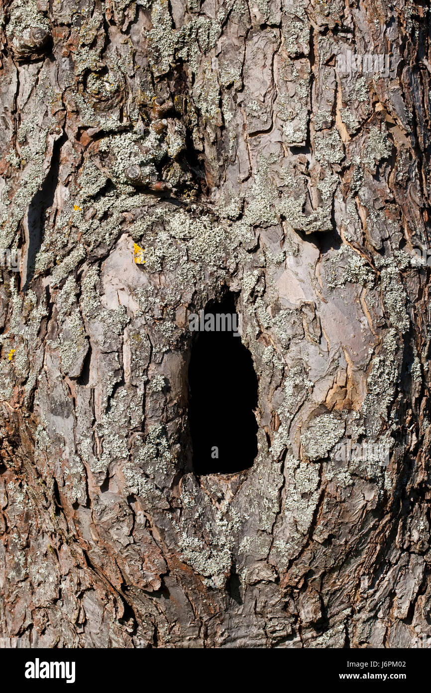 Hollow wooden hi-res stock photography and images - Alamy