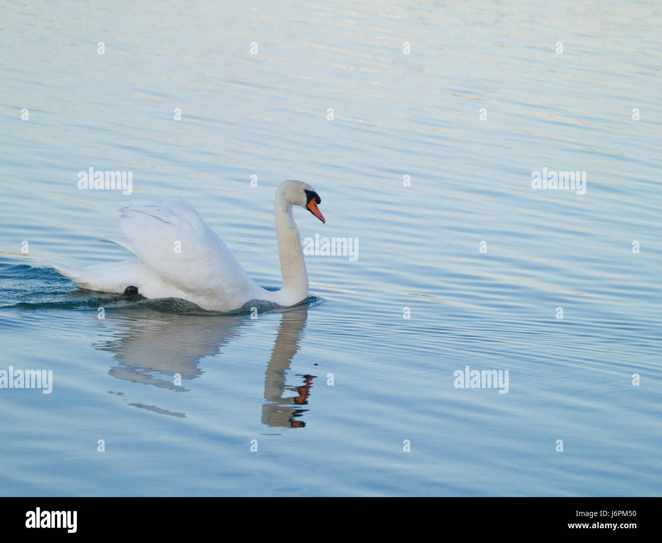 bird swan elegant blue beautiful beauteously nice bird heaven paradise ...