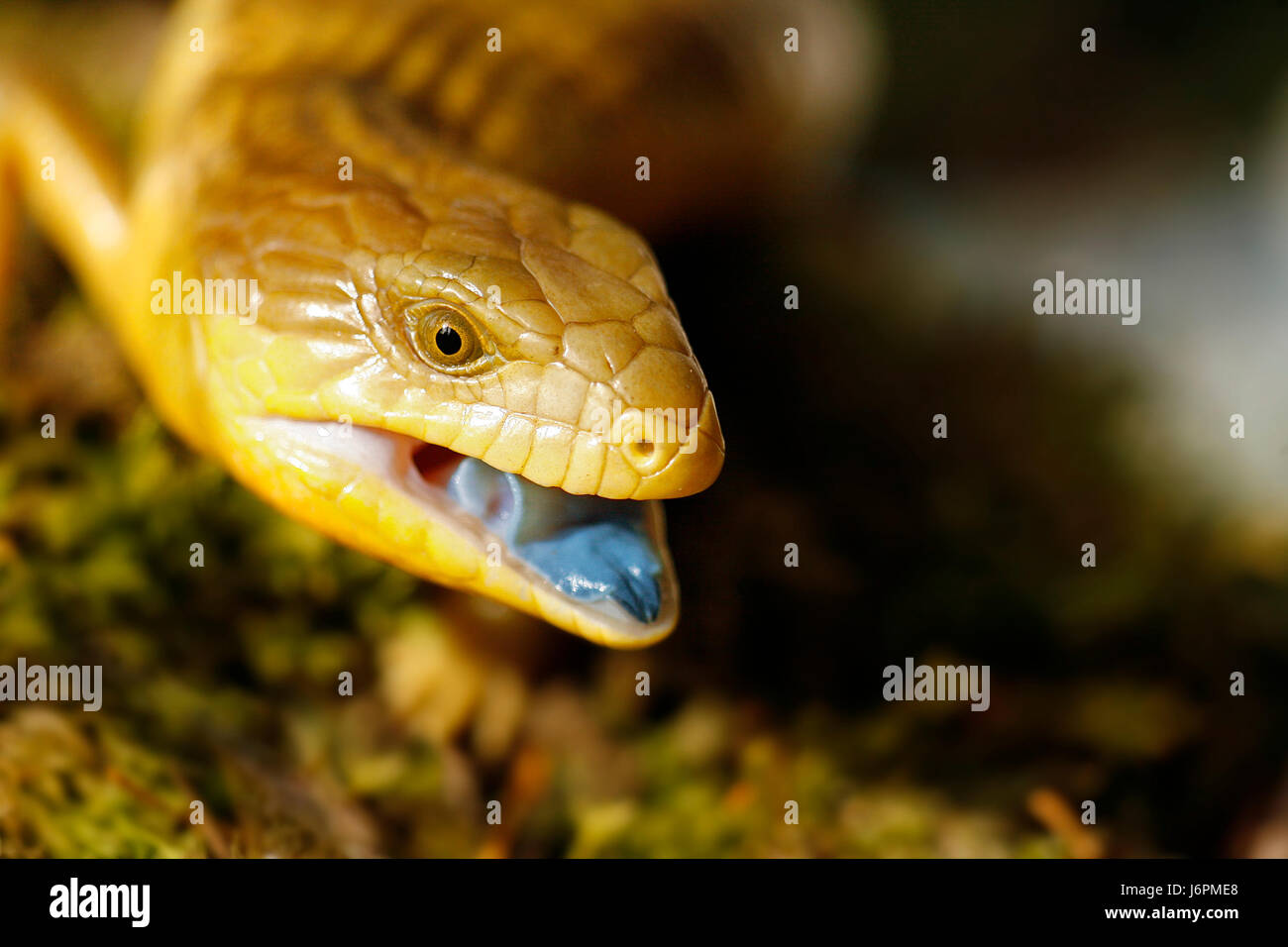 Blauzungenskink High Resolution Stock Photography and Images - Alamy